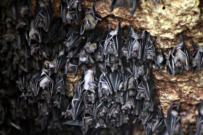 Monfort Bat Cave Sanctuary in the Island Garden City of Samal - Davao Eagle Online